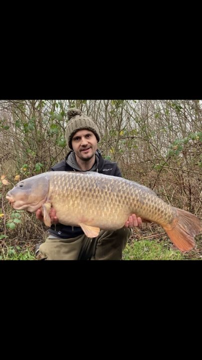 Common carp | Total Carp